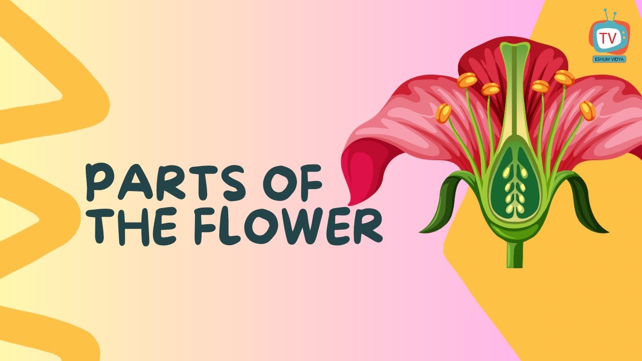 PARTS OF THE FLOWER | CBSE | CLASS 10 | SCIENCE - YouTube