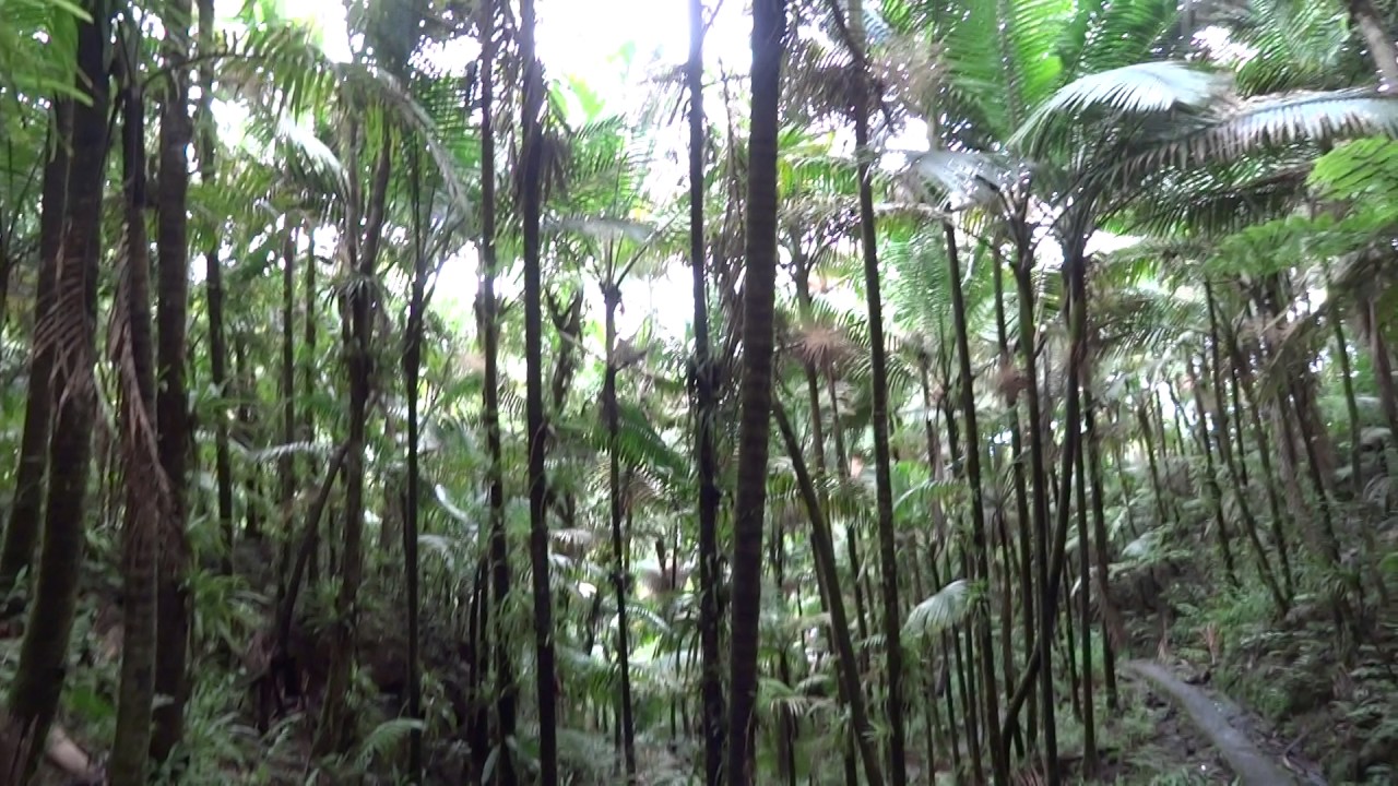 Mount Britton Trail, Vereda de Monte Britton El Yunque Raiin Forest 7 ...