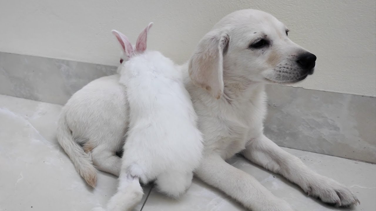 The LabradorRetriever puppy's reaction when meeting the white rabbit ...