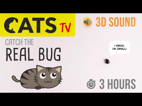 CATS TV - Catch the real bug - 3 HOURS (Game for cats to watch) - YouTube