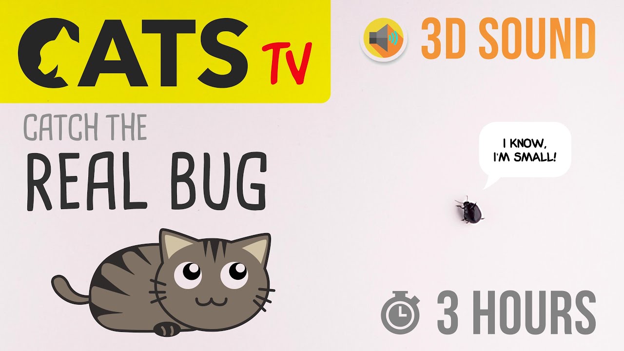 CATS TV - Catch the real bug - 3 HOURS (Game for cats to watch) - YouTube