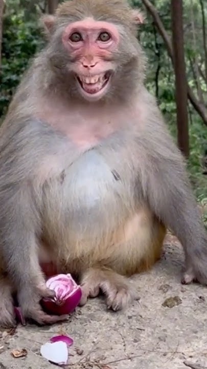 Funniest Monkeys will make you laugh hard - 🐵! #monkey #funnymonkey #foryou #facts - YouTube