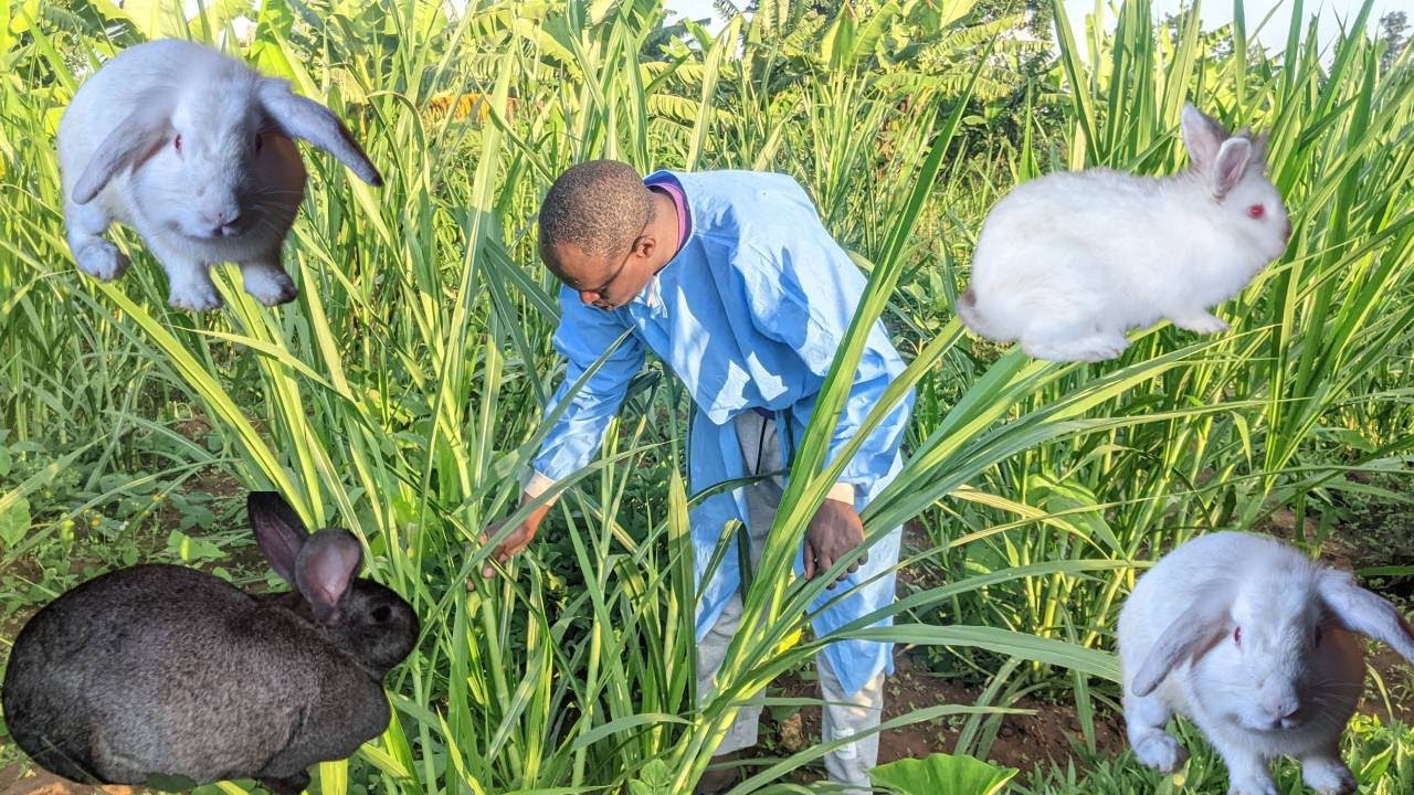 📛VIDEO:DORE UBWATSI UKWIYE KWIRINDA KUGABURIRA INKWAVU ZAWE//UBU BWATSI ...