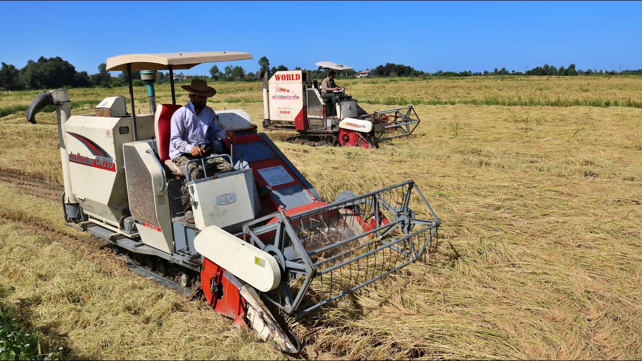 Harvest Rice With 2 Combine Harvesters In Amazing Fields - YouTube