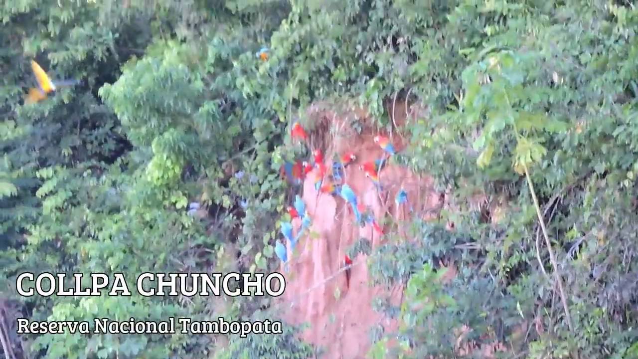 Visita a Collpa Chuncho - Reserva Nacional Tambopata - YouTube