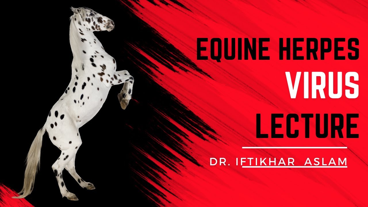 Equine Herpes Virus: The Silent Epidemic in the Equestrian World - YouTube