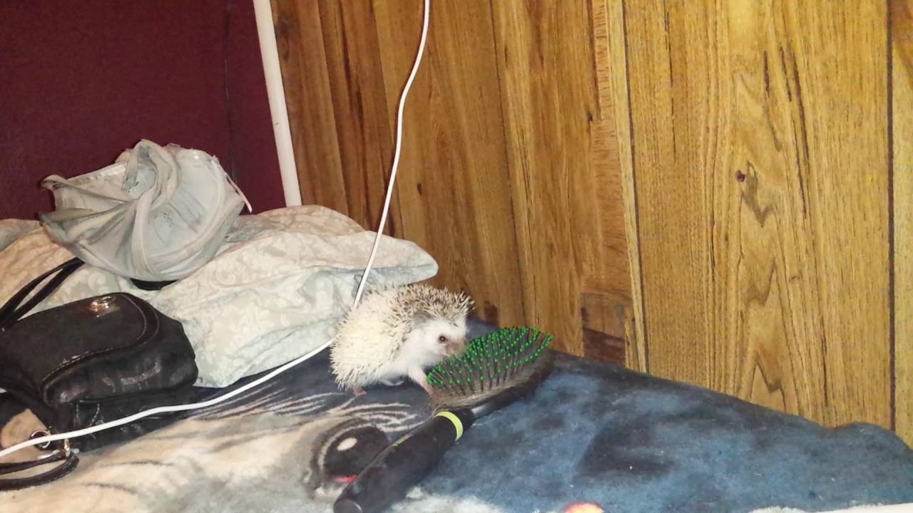 Confused hedgehog - YouTube