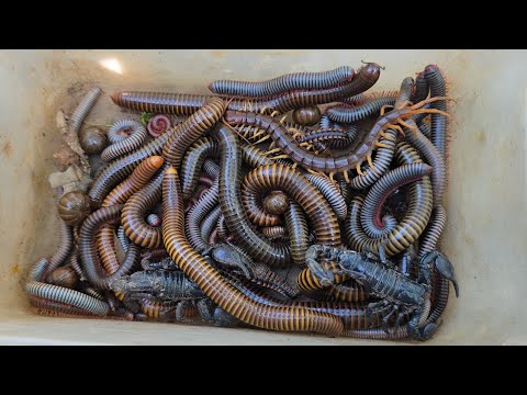 Amazing Catching Venomous Scorpion, Giant Millipede, Fire Centipede, Beetle, White Millipede