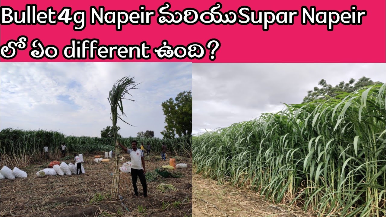 what is different by 4G Bullet Napier and super Napier|| Supar Napiar v ...