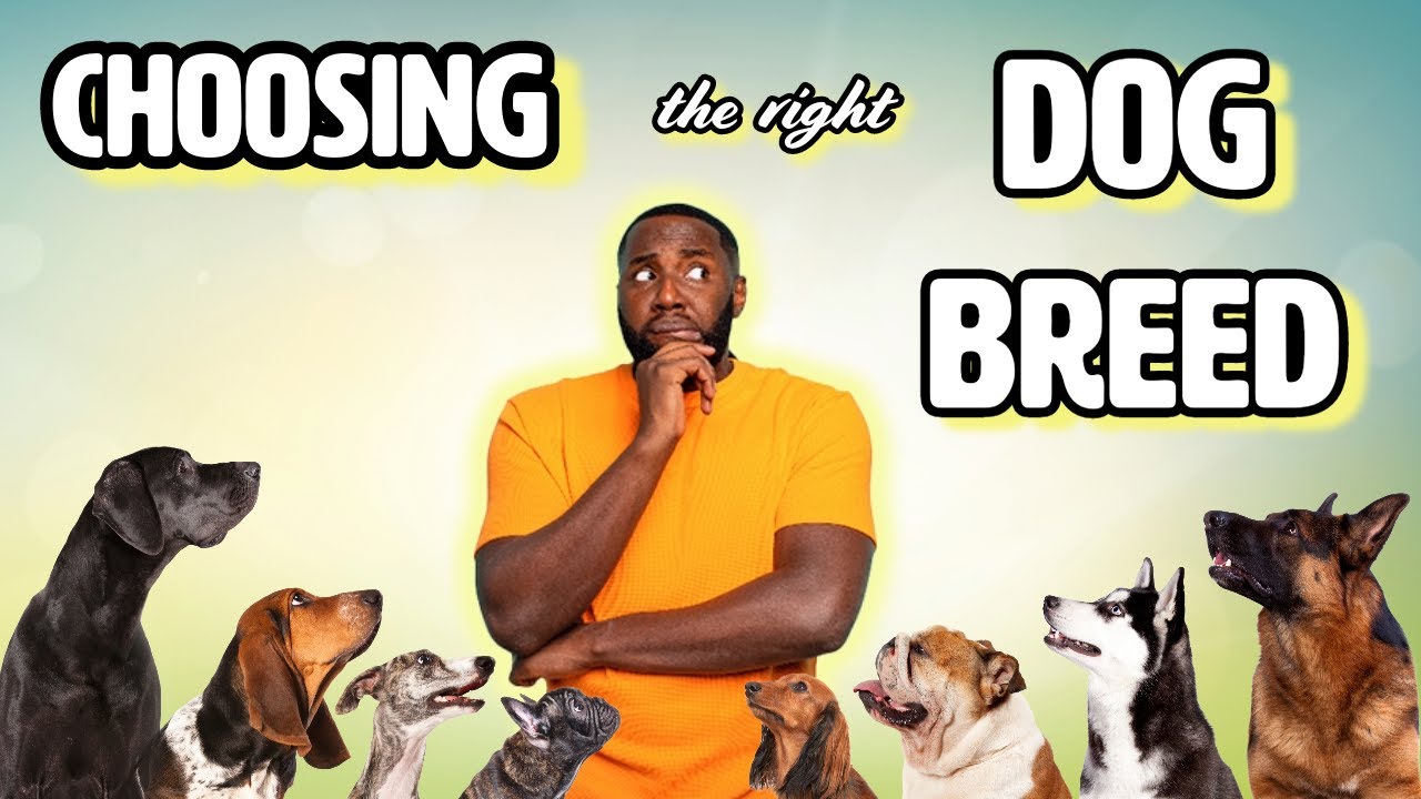 CANINE COMPATIBILITY: Matching the perfect dog breed to your lifestyle ...