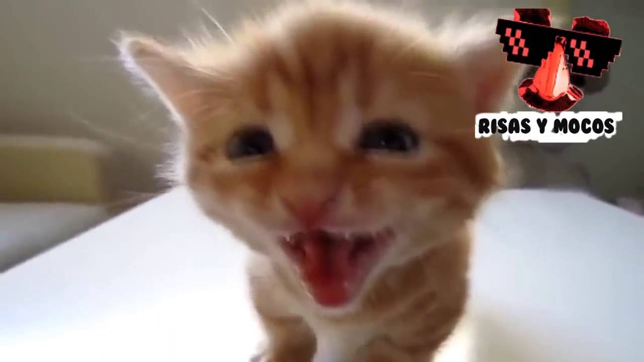 Gatitos Bebes Tiernos Intentando Hablar Haciendo Miaauuww Videos De Gatos Tiernos - YouTube