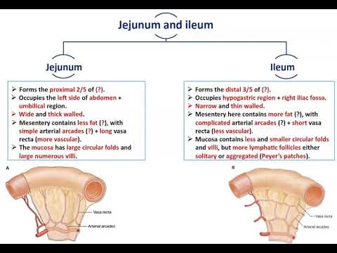 Anatomy of the Small Intestine (2) - Jejunum and Ileum - Dr. Ahmed ...
