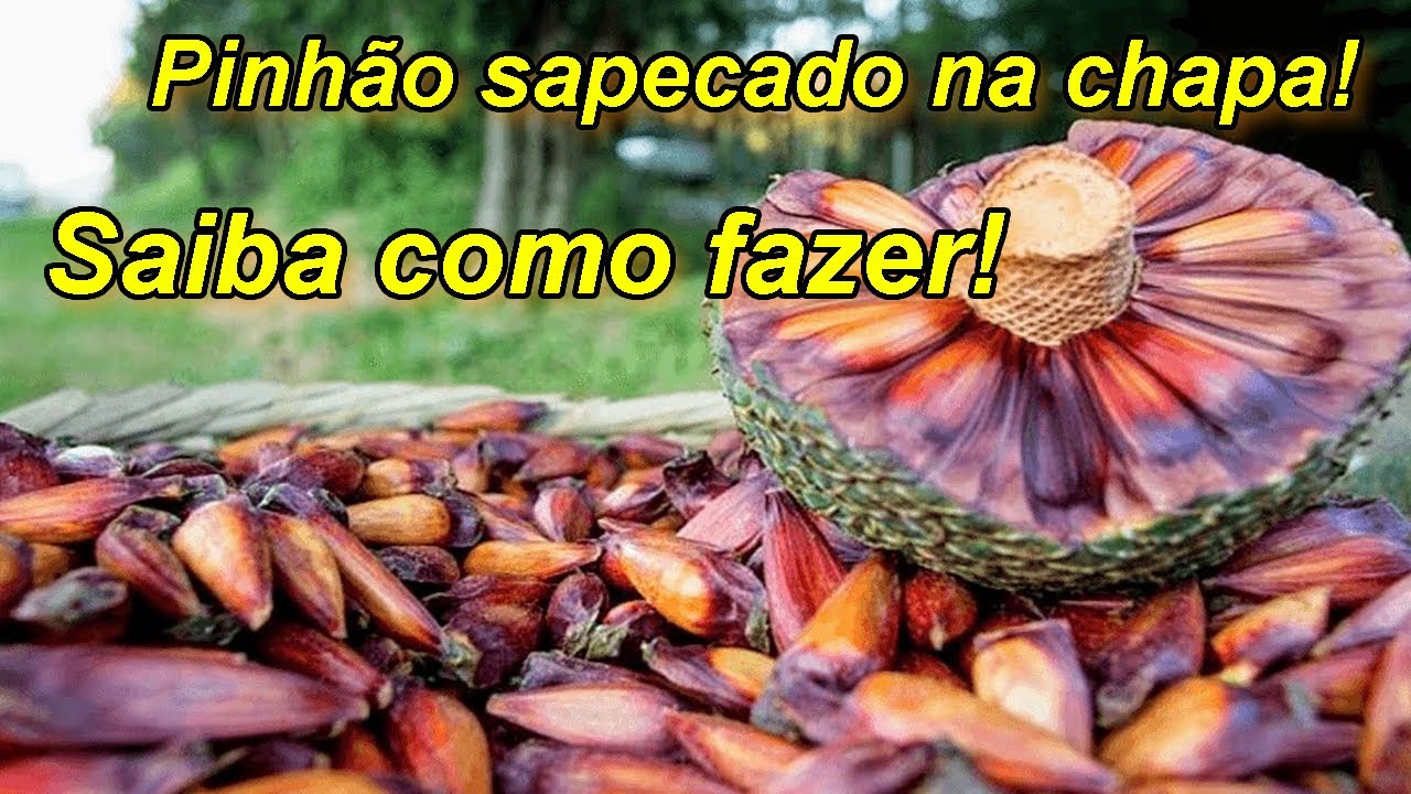 Como fazer pinhão sapecado! Uma delícia! E descubra se o pinhão é ...