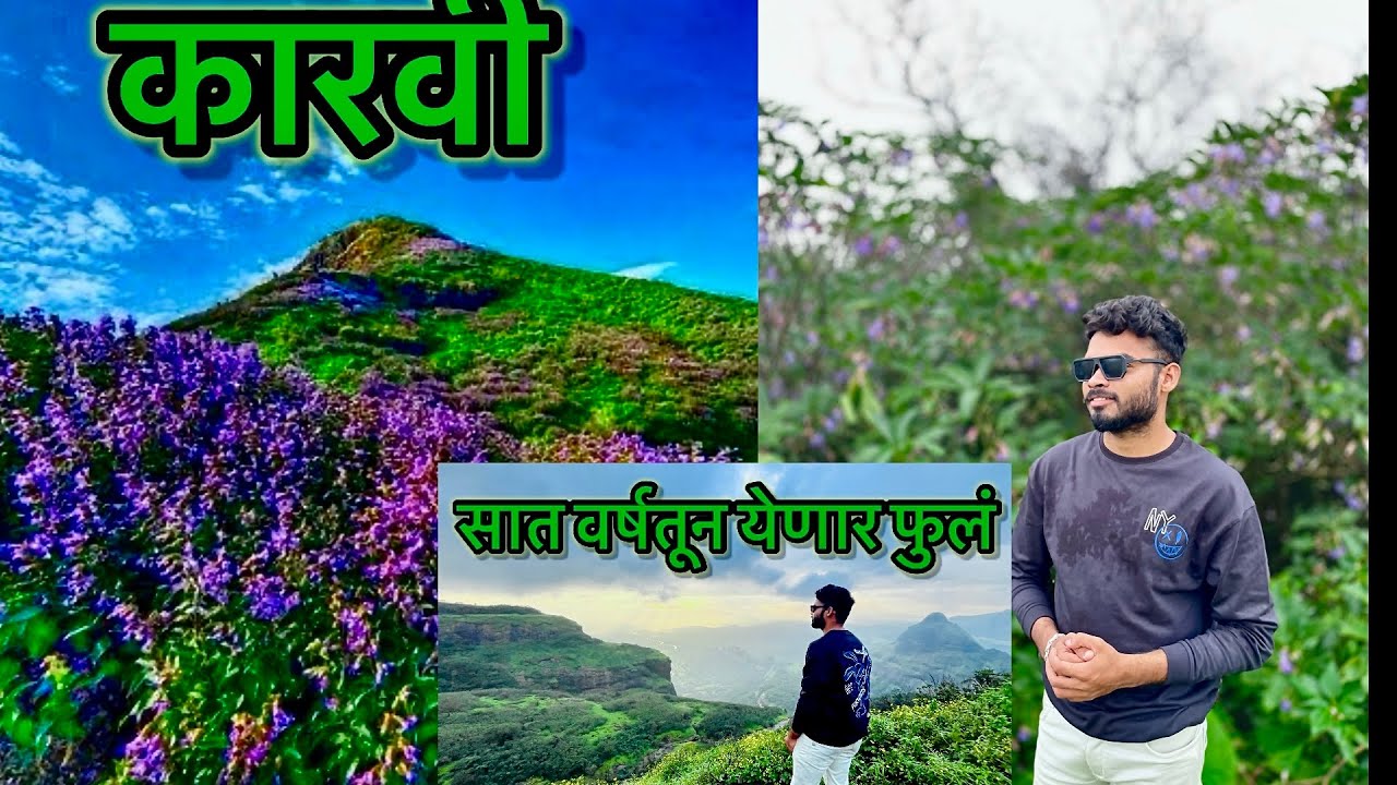 सात वर्षातून एकदा फुलणारे फुल कारवी 🪻|| Lonavala karvi flower festival ...