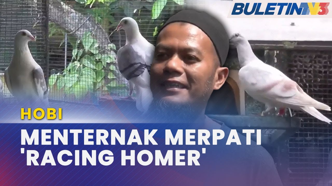 HOBI | Merpati 'Racing Homer' Jadi Sumber Rezeki - YouTube