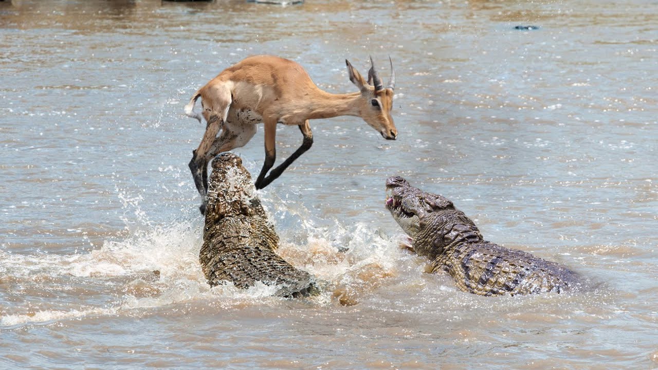 Crocodile Hunting Impala In The Wild- Reptile Animal - YouTube