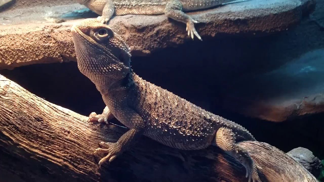 Pygmy bearded dragon showing 'beard' - YouTube