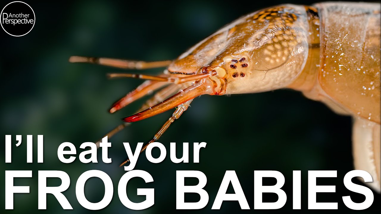 Weird Creatures that live in YOUR Pond! - YouTube