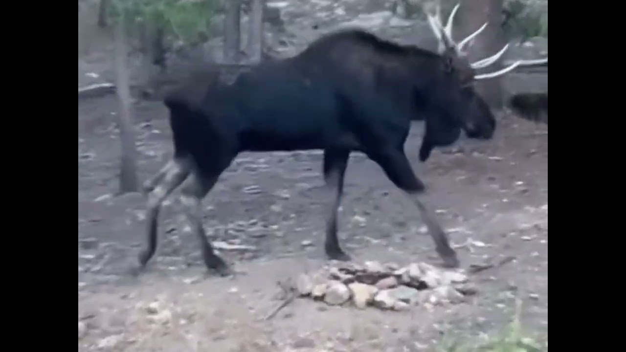 American Bison vs Canadian Moose - YouTube