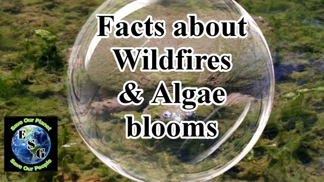 Facts about Wildfires & Algae Blooms - YouTube
