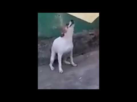 Chillido de Perro Remix