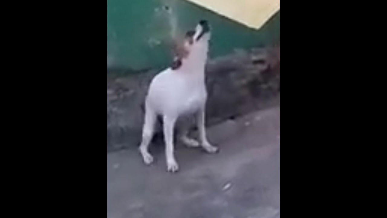 Chillido de Perro Remix - YouTube