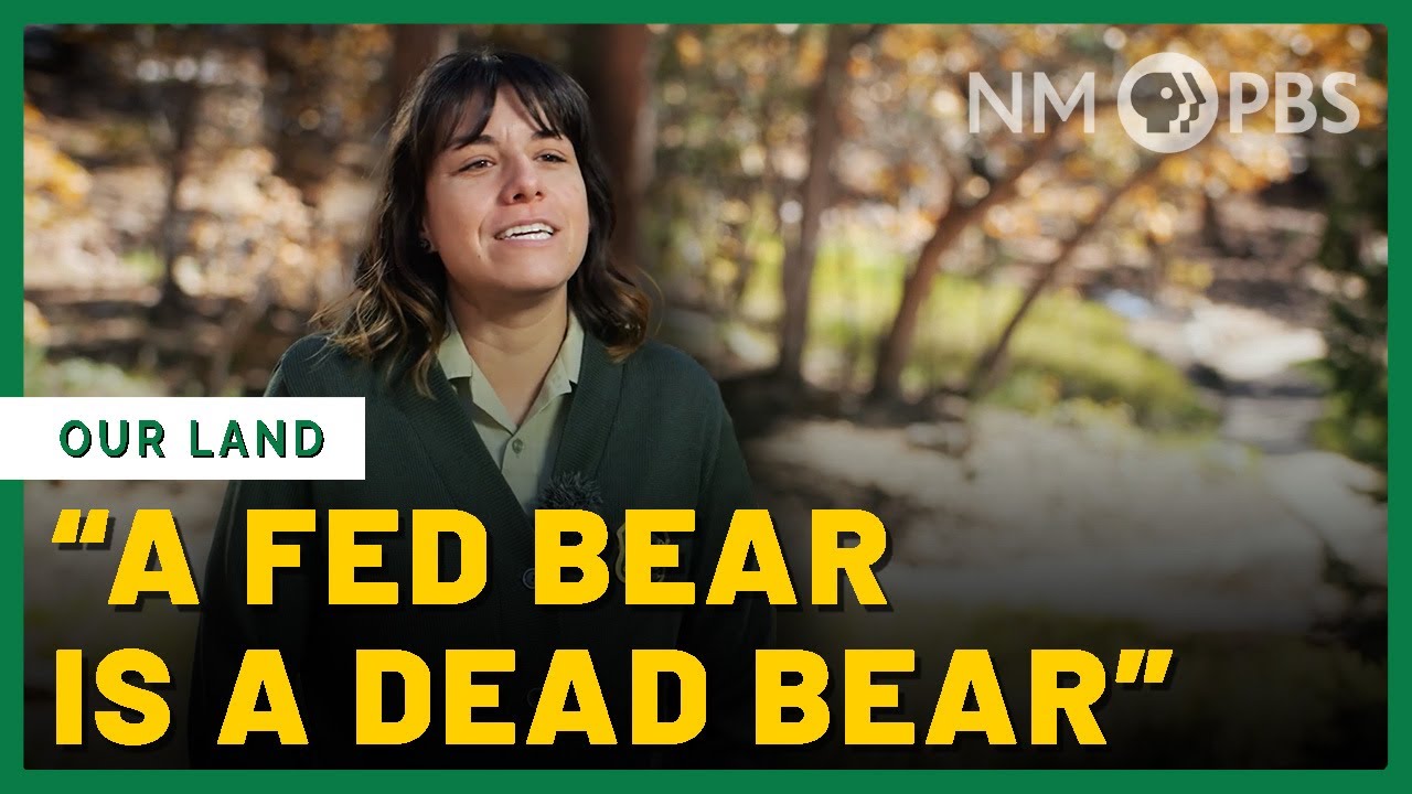"A fed bear is a dead bear" - YouTube