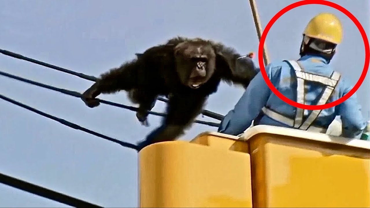 Unbelievable Animal Moments Caught On Camera - YouTube