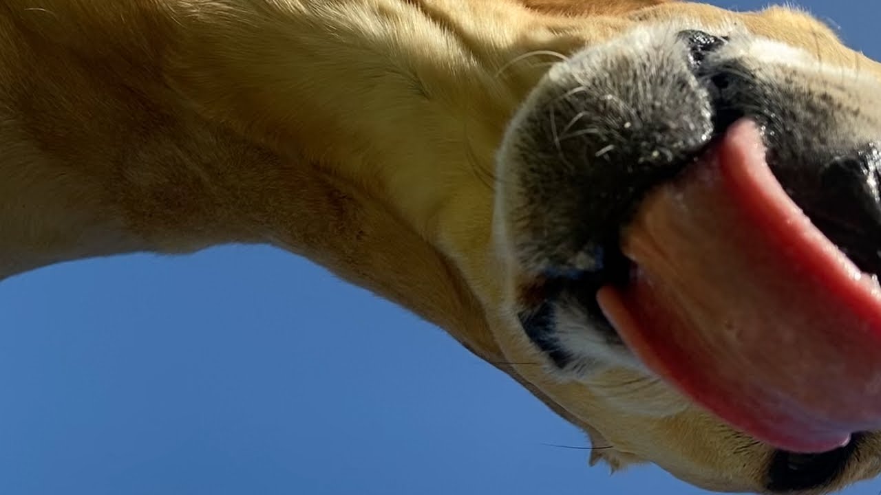 Theodore and Duke Doing Their Thing 🐶 👅 🐾 - YouTube