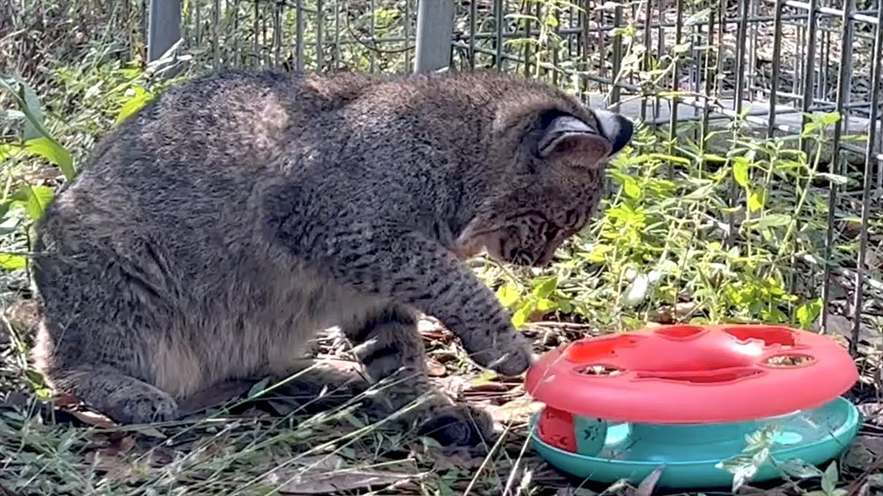 Furr-ever Bobcat Kitten Gets New Toy - YouTube