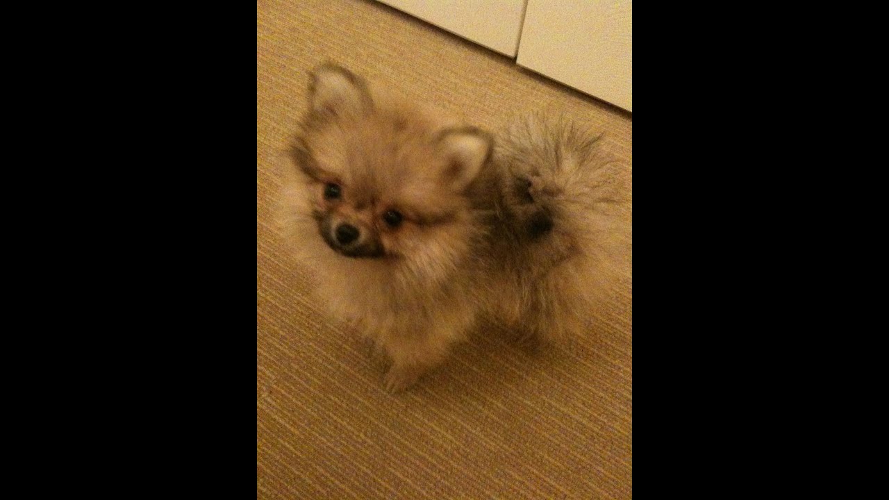 Cute Pomeranian puppies playing - YouTube