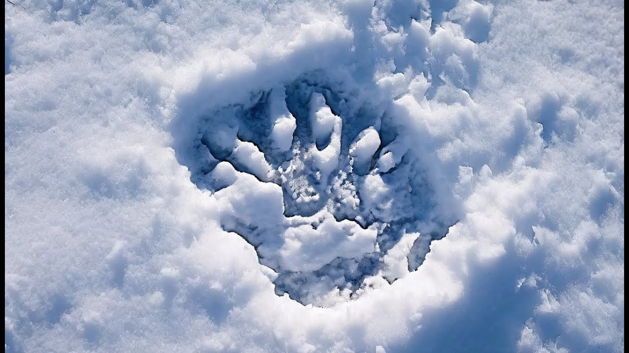 Uncovering the Secrets of Mysterious Ancient Cryptids - YouTube