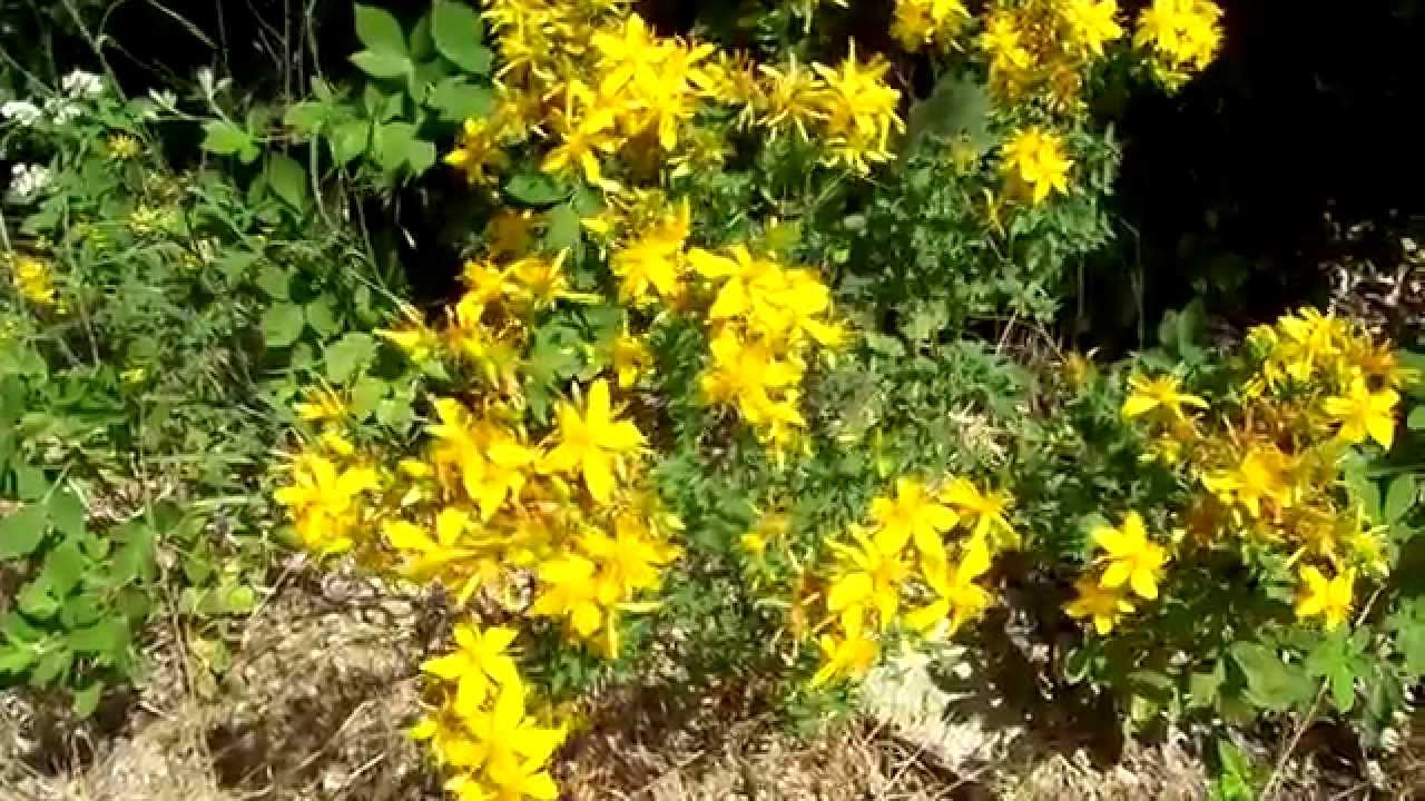 σπαθοχορτο-hypericum perforatum - YouTube