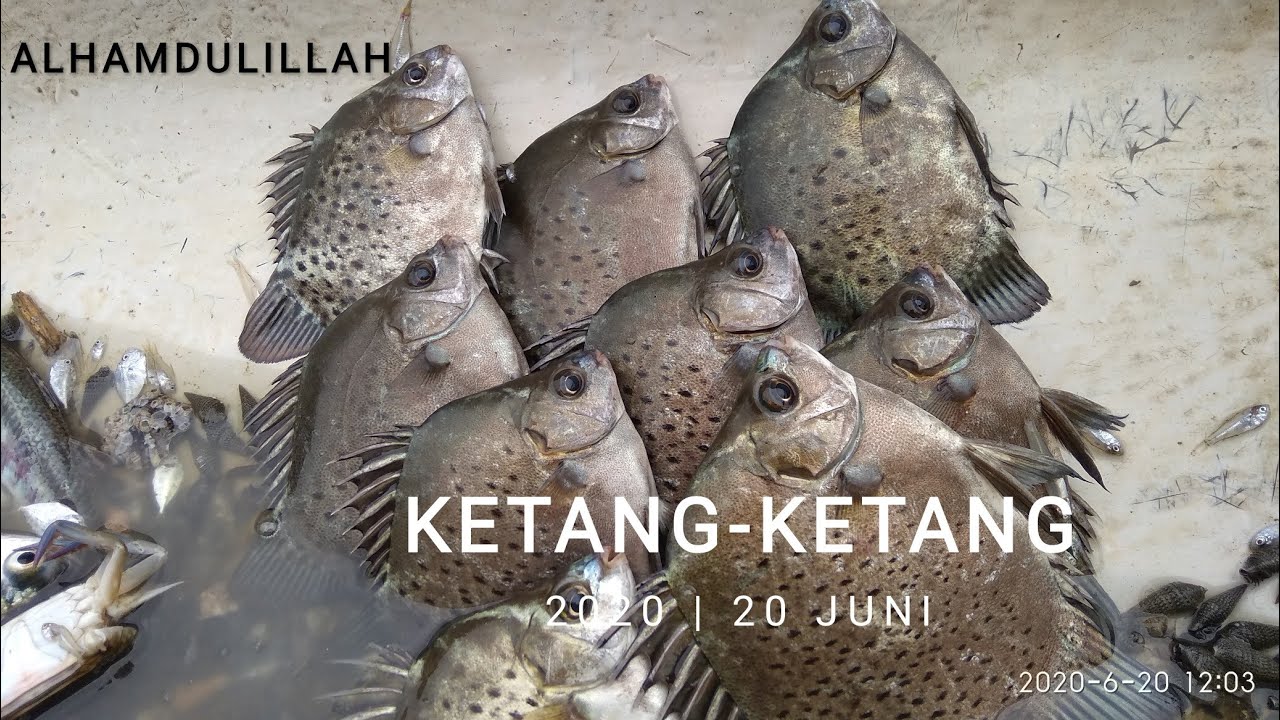 Berburu Ikan Ketang-Ketang di Pagi Hari - YouTube