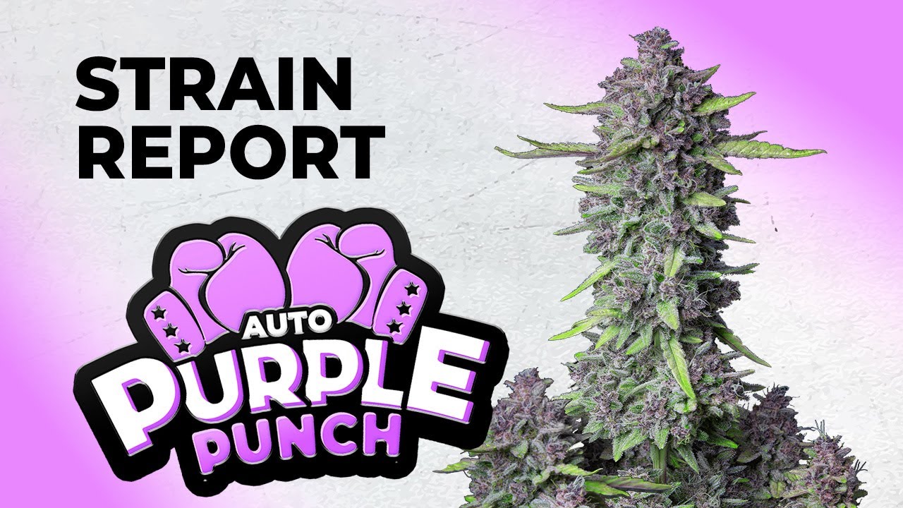 Purple Punch Auto | Strain Review | Fast Buds | Indica - YouTube