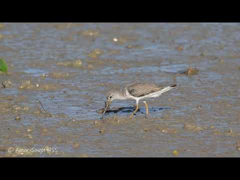 Terek Sandpiper Feeding