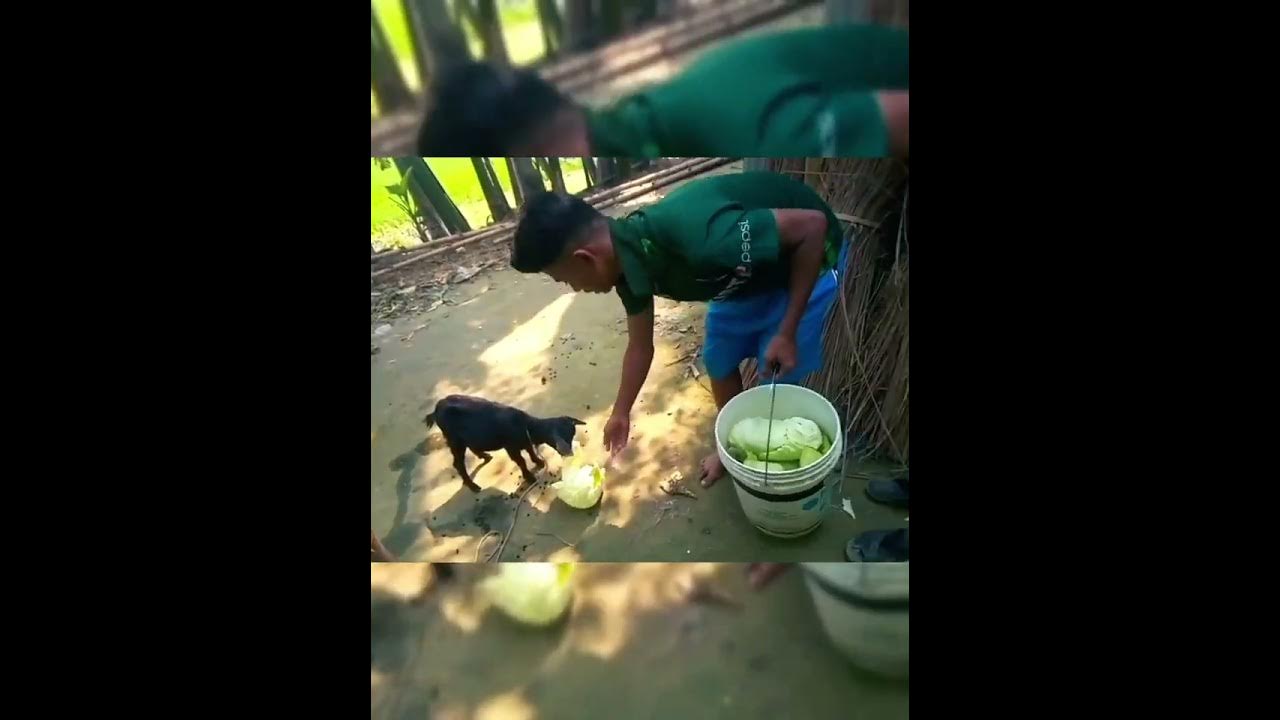 Limon mia🥀🥀👍👍 - YouTube