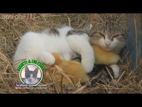 Incroyable ! Une chatte se prend d'amour pour des petits canetons !