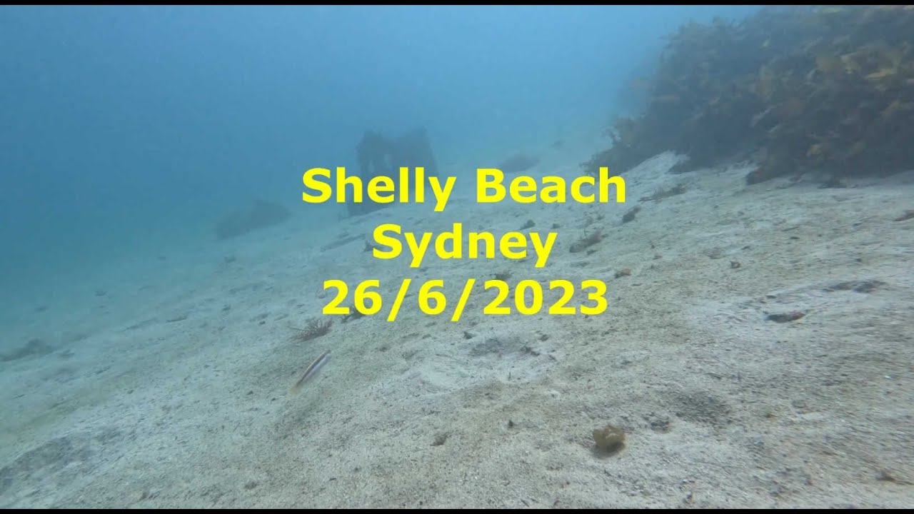 SCUBA Diving - Shelly Beach (26-6-2023) - YouTube