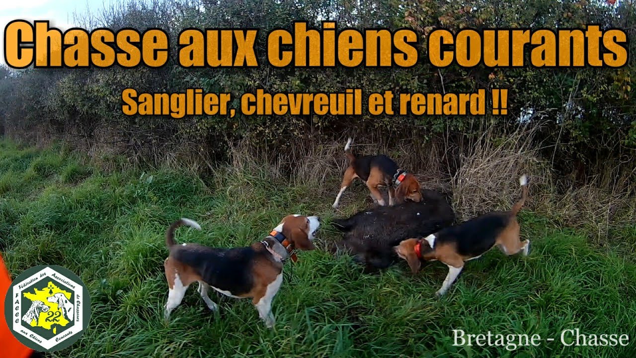 Chasse aux chiens courants - Sanglier, chevreuil et renard ...