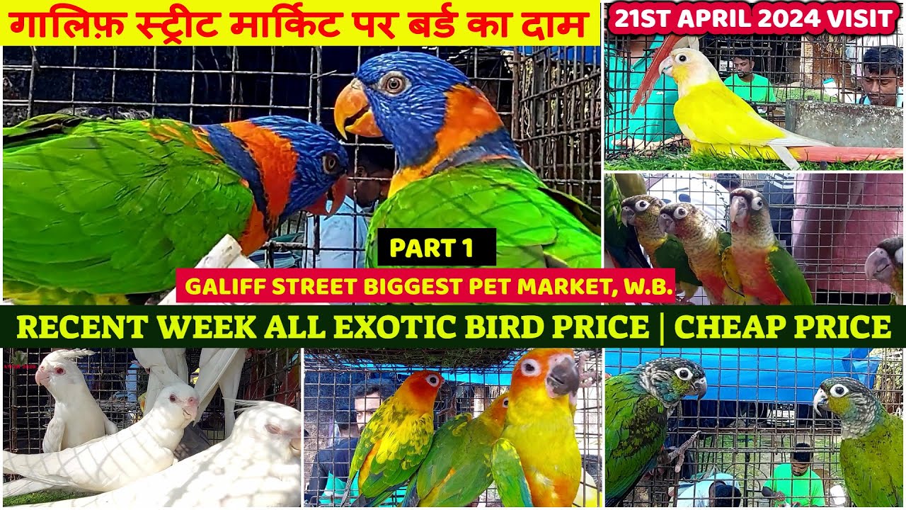 Recent Week All Exotic Bird Price Update |गालिफ़ स्ट्रीट सब से बड़ा ...