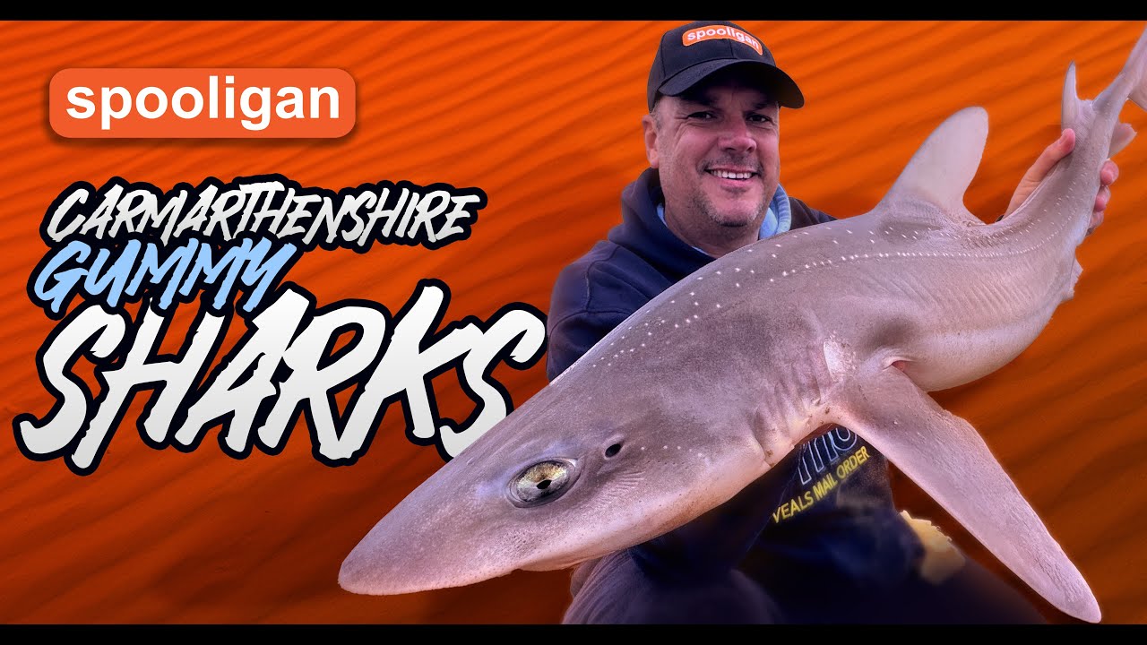 Spooligan Fishing - Carmarthenshire 'Gummy' Sharks - Social Session ...