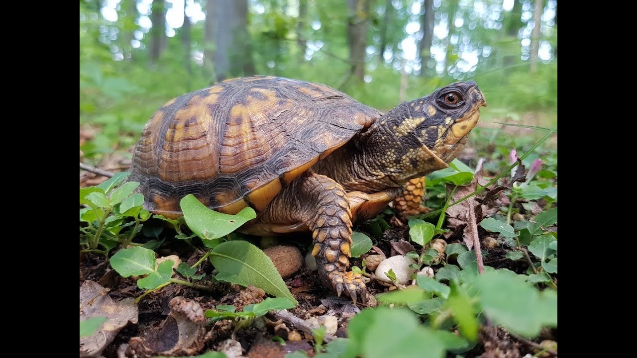 Evolution of Turtles - YouTube