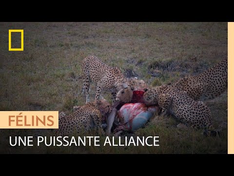 Les guépards forment des coalitions pour chasser les grandes proies