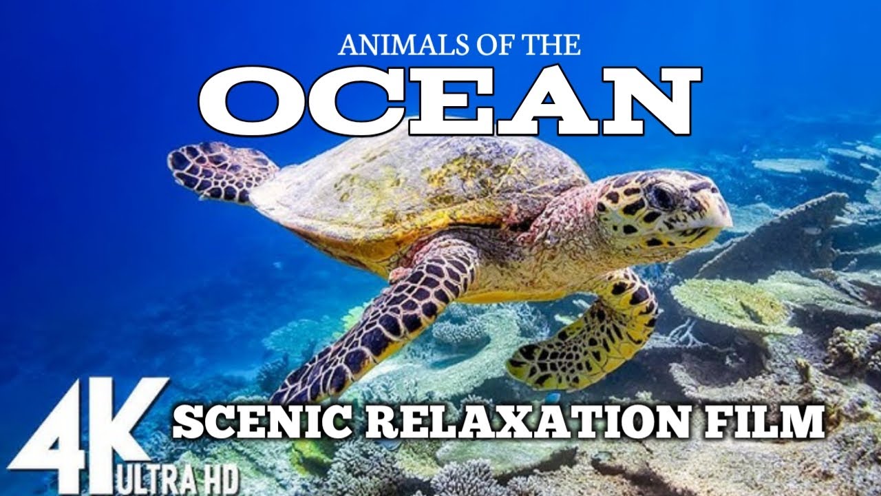 Ocean Life 4K | Marine Life | Scenic Wildlife Film With Calming Music ...