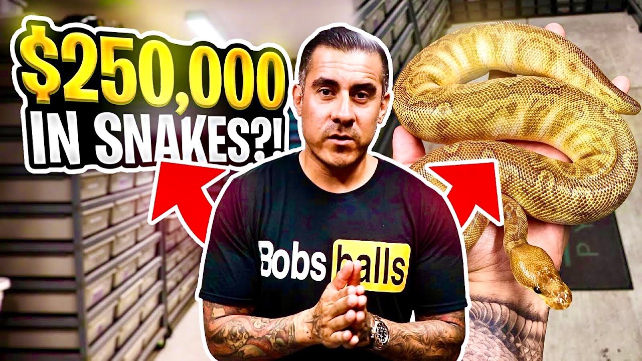 1 million In Snake Sales! Is That Possible? - YouTube