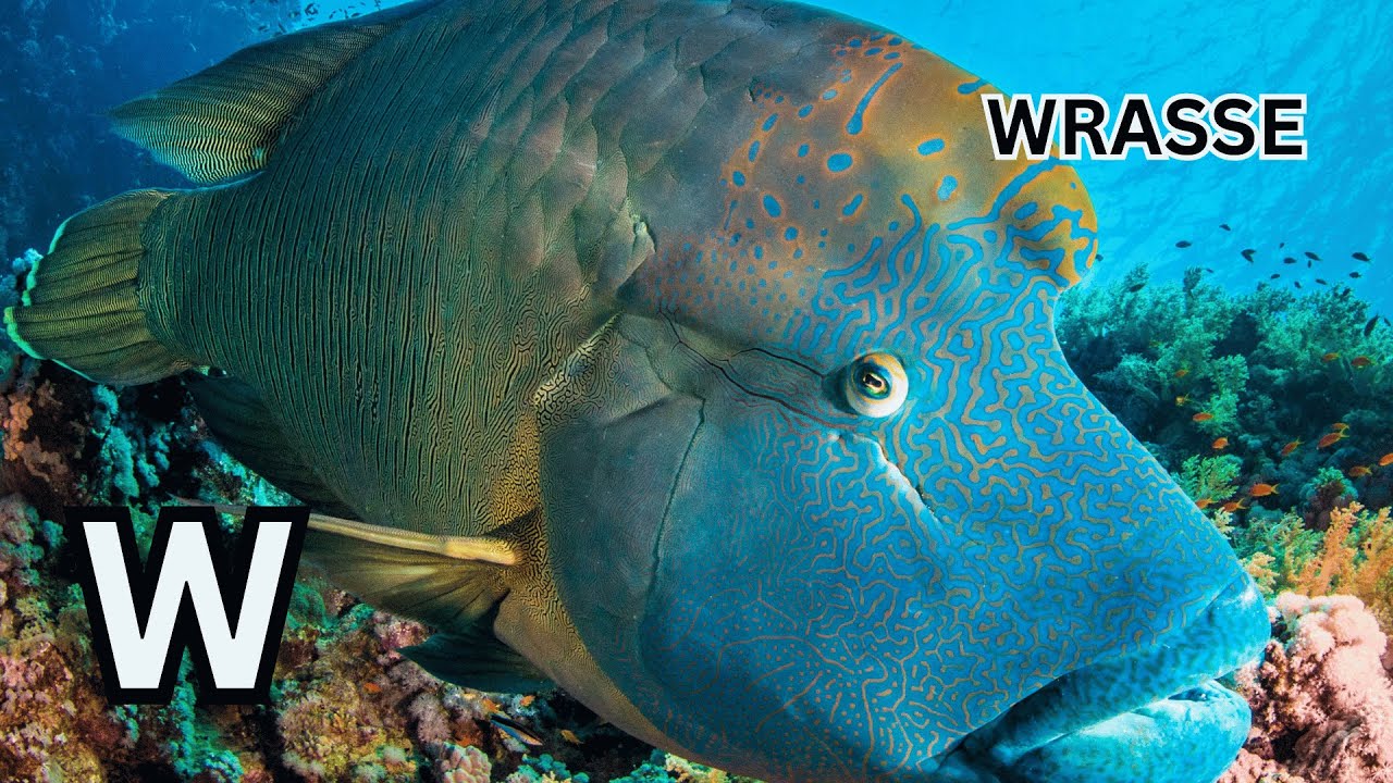 Underwater ABCs || Real Sea Animals from A to Z for Kids || Nursery ...