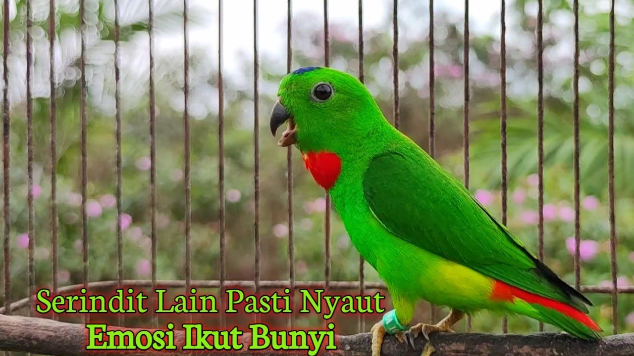 Serindit Gacor Memanggil || Pancingan Ampuh bikin serindit lain Nyaut ...
