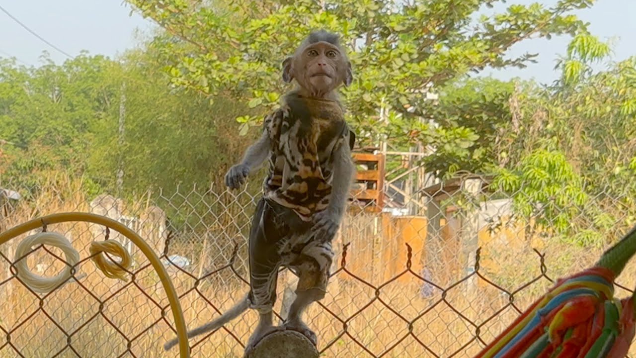 Monkey baby Bob has the cutest stand in the world - YouTube