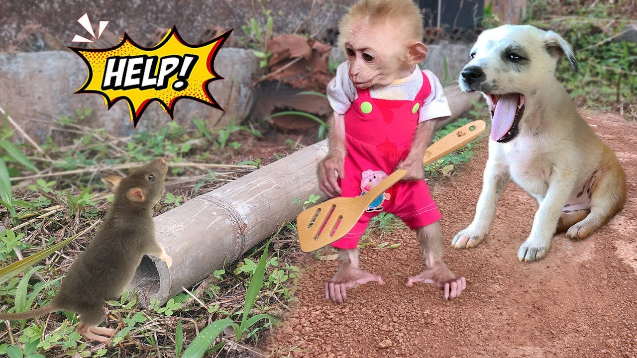 So cute! Baby monkey Moon and puppy BiBi tackle mice, mystery and ...